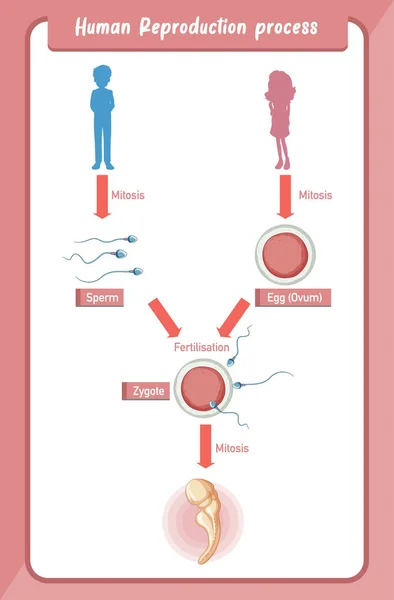 Diagram Showing Human Sex Cells White Background Illustration Stock ...