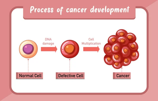 Diagram Showing Normal Cancer Cell Illustration Stock Vector by ...