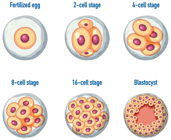 Illustration Showing Stages Human Embryonic Development