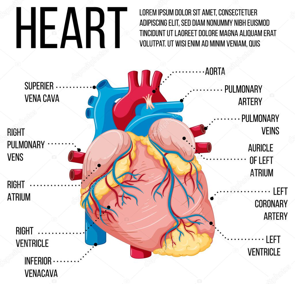 Diagrama mostrando la estructura de la ilustración del corazón 2024
