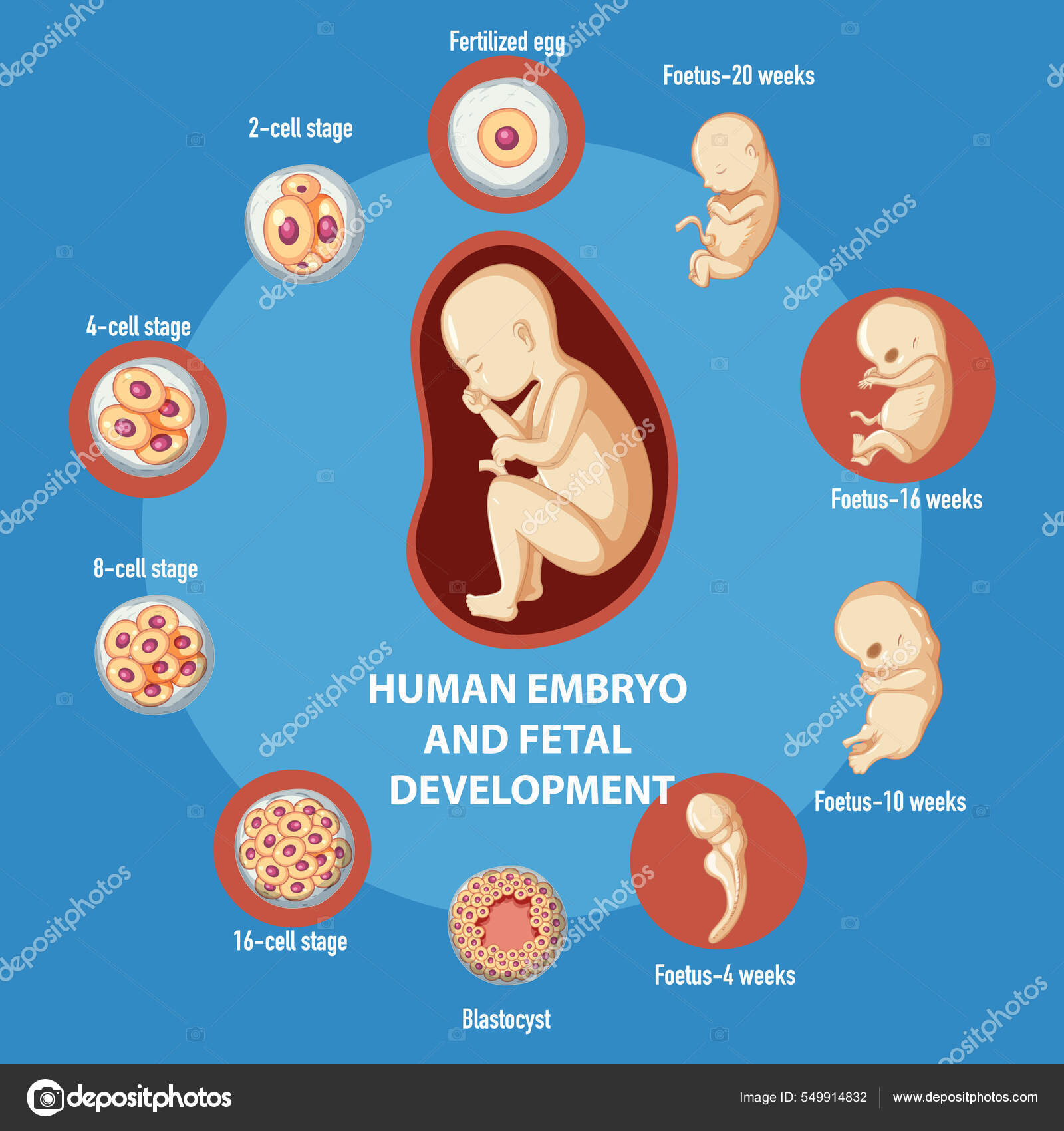 Ilustração Infográfica Desenvolvimento Embrionário Humano Vetor De