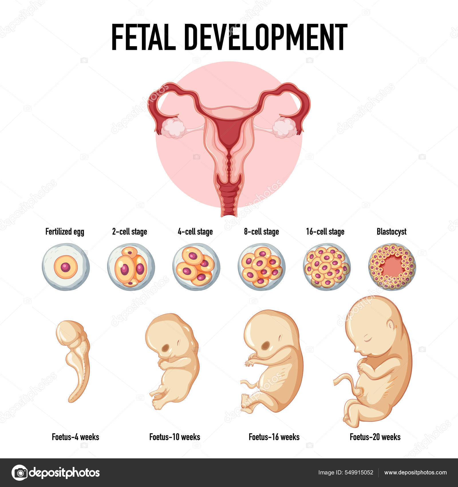 Human Embryonic Development Human Infographic Illustration Stock Vector ... Human Embryonic Development Human Infographic Illustration Stock Vector ...