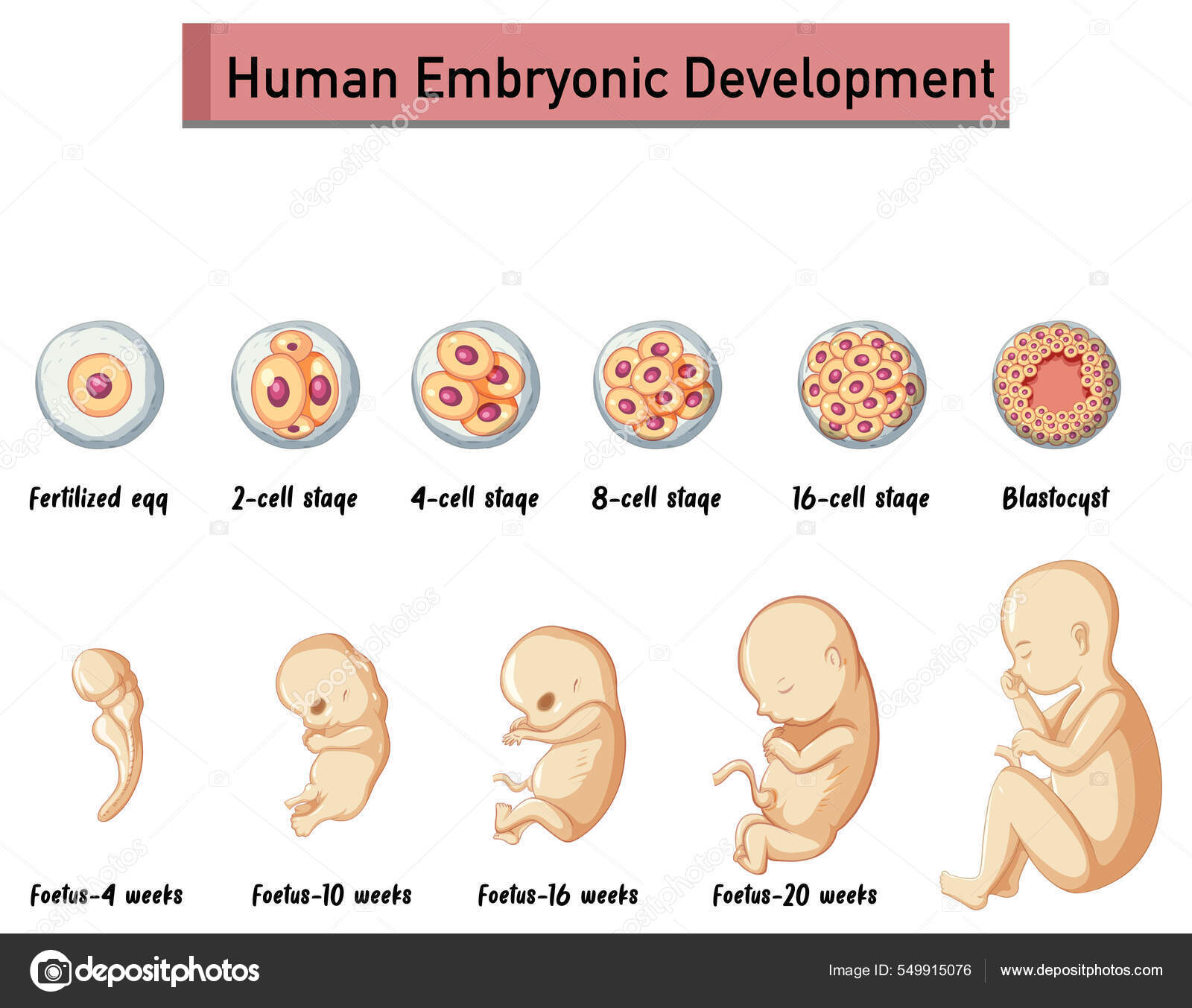 Human Embryonic Development Human Infographic Illustration Stock Vector Image by ©interactimages ...