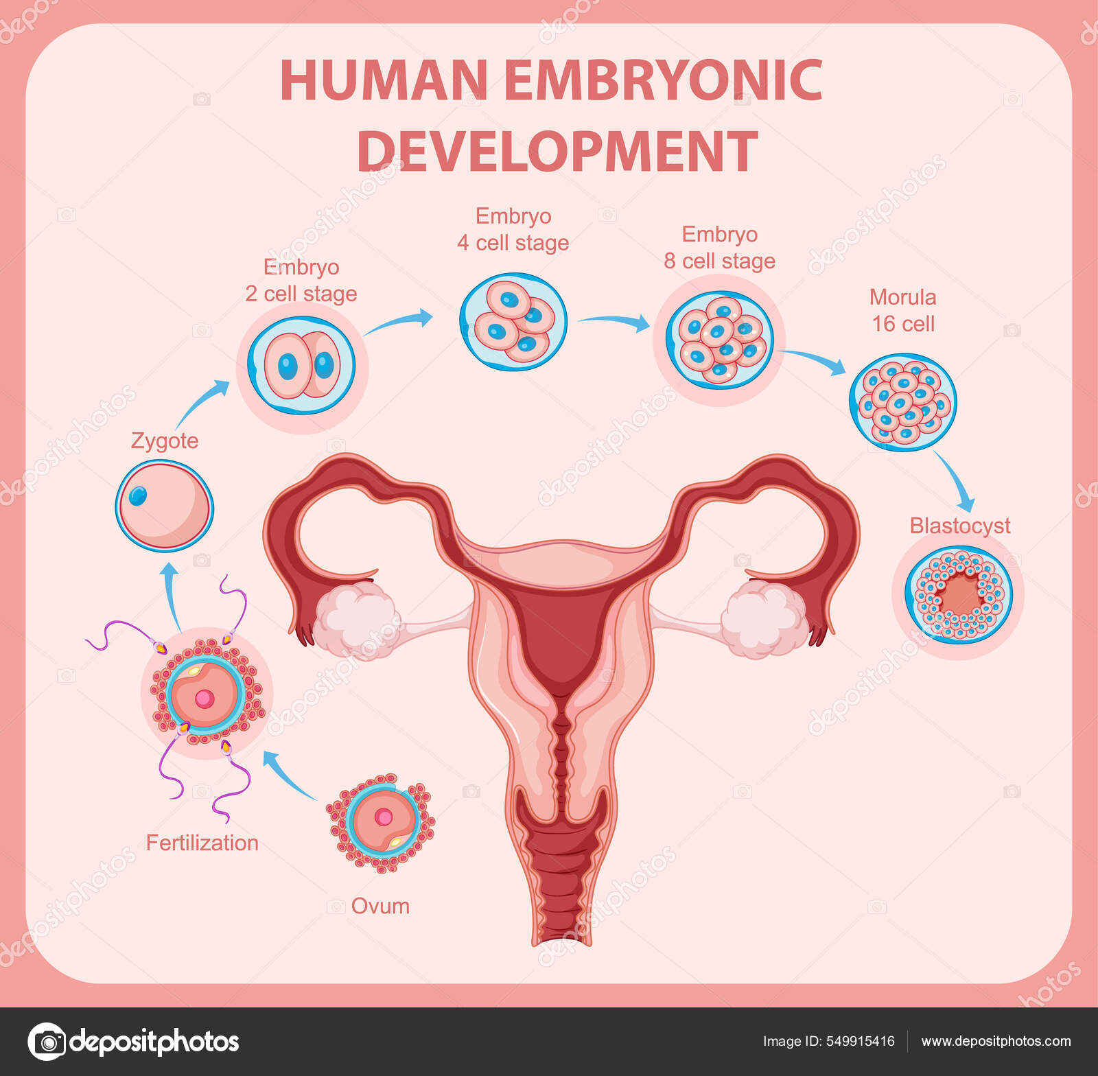 Human Embryonic Development Human Infographic Illustration Stock Vector by ©interactimages 549915416