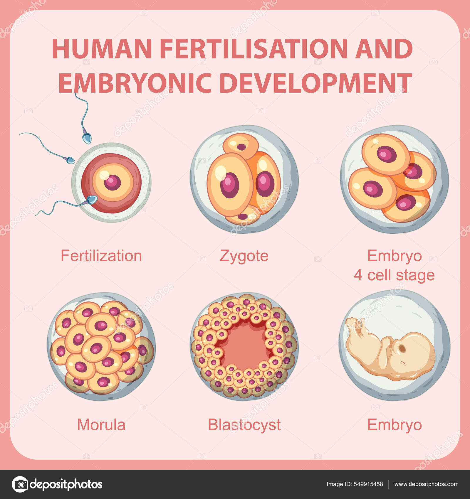 Zygote Embryo Fetus Stages
