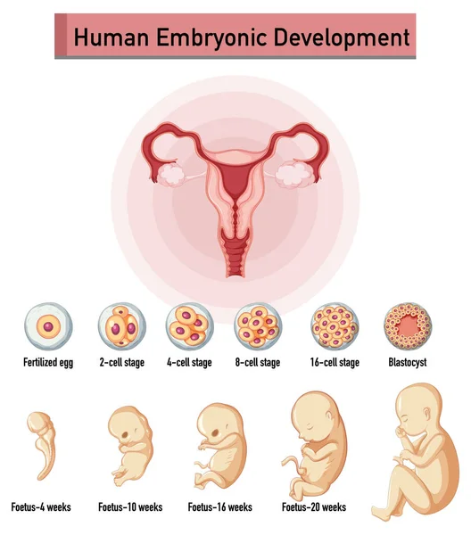 Human Embryonic Development Infographic Illustration Stock Vector by ...