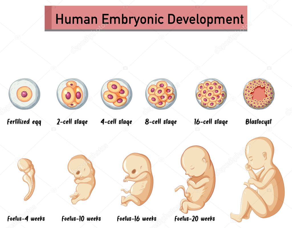 Desarrollo embrionario humano en la ilustración infográfica humana 2023