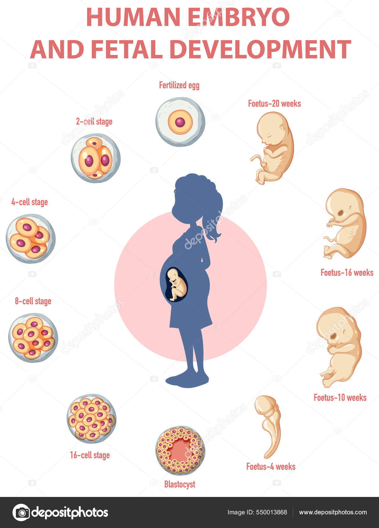 Human Embryonic Development Human Infographic Illustration Stock Vector ... Human Embryonic Development Human Infographic Illustration Stock Vector ...