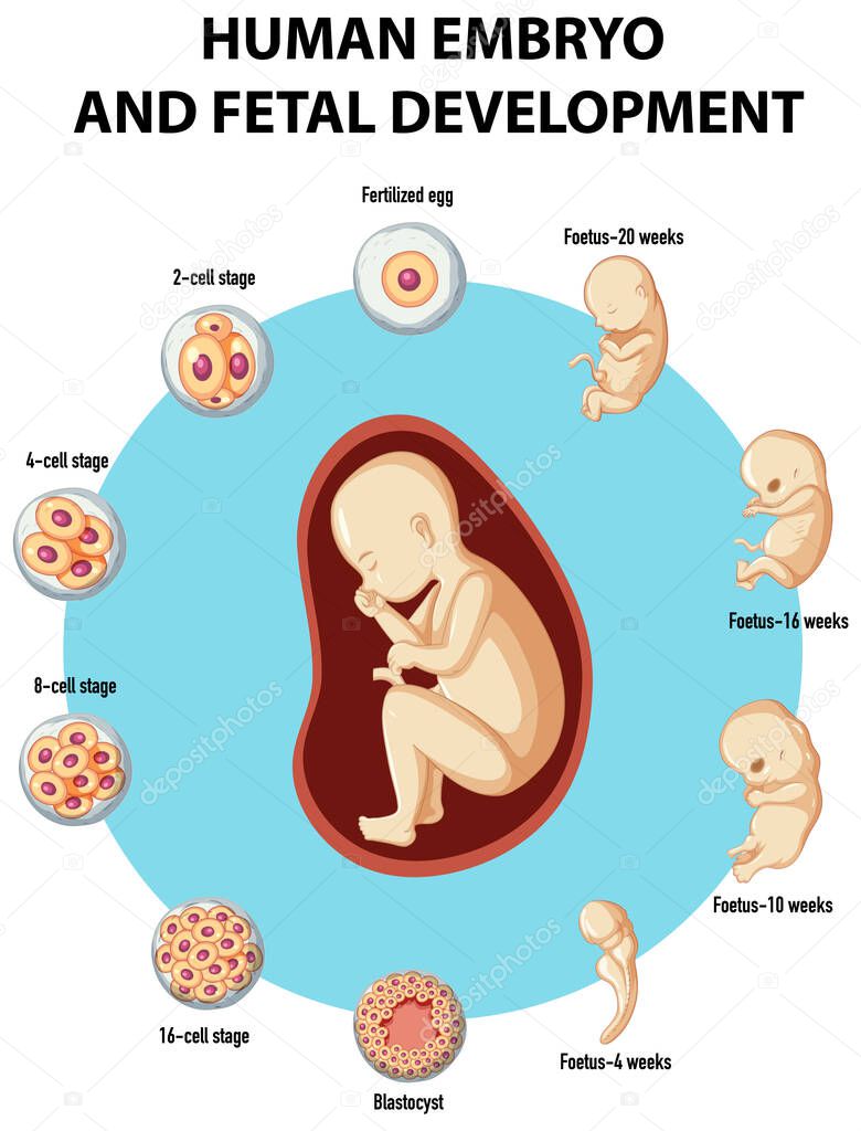 Ilustración infográfica de embriones humanos y desarrollo fetal 2023