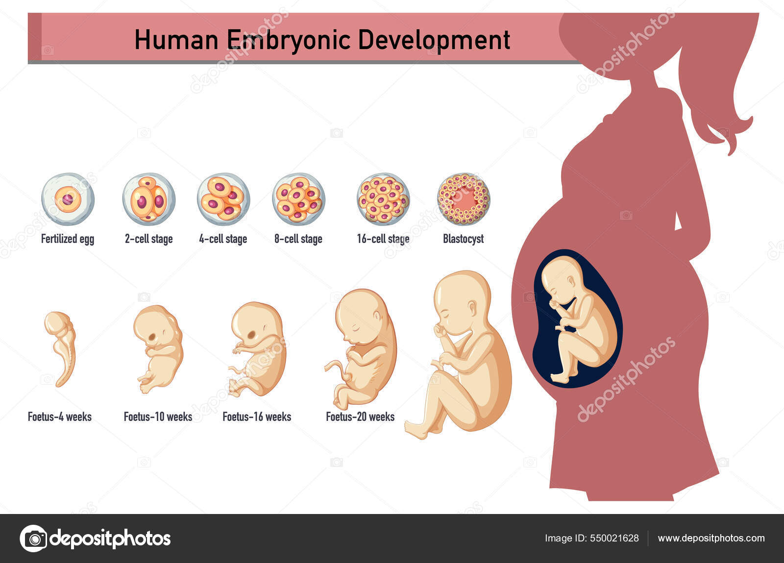 Human Embryonic Development Human Infographic Illustration Stock Vector ...