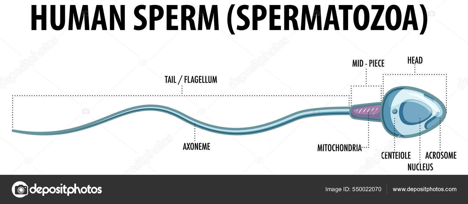 Estructura Del Esperma Humano Espermatozoides Ilustración vector ...