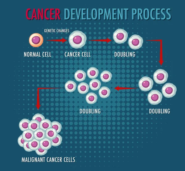 Diagram Showing Cancer Development Process Illustration Stock Vector by ...