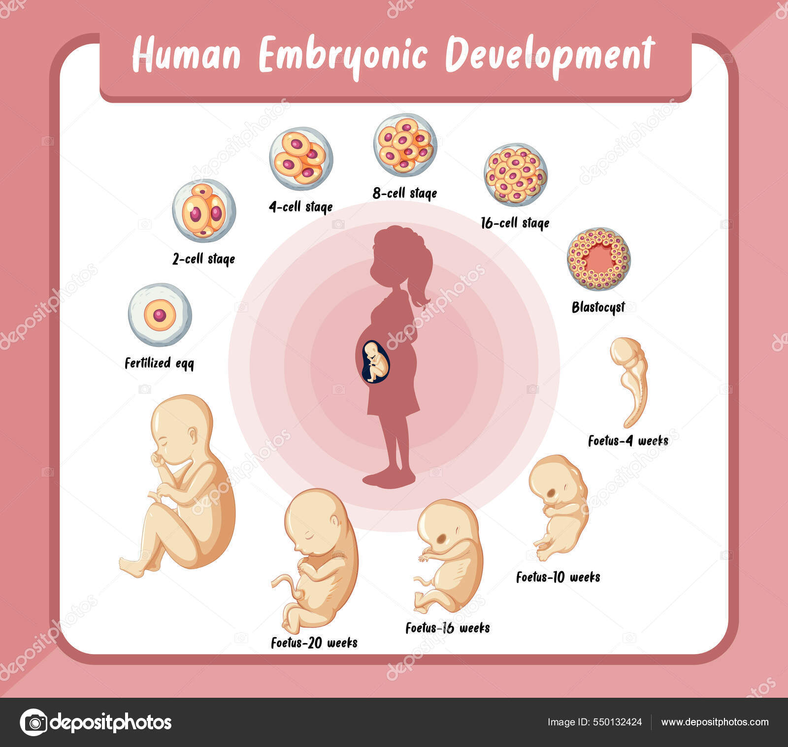 Desarrollo Embrionario Humano Ilustración Infográfica Humana vector ...