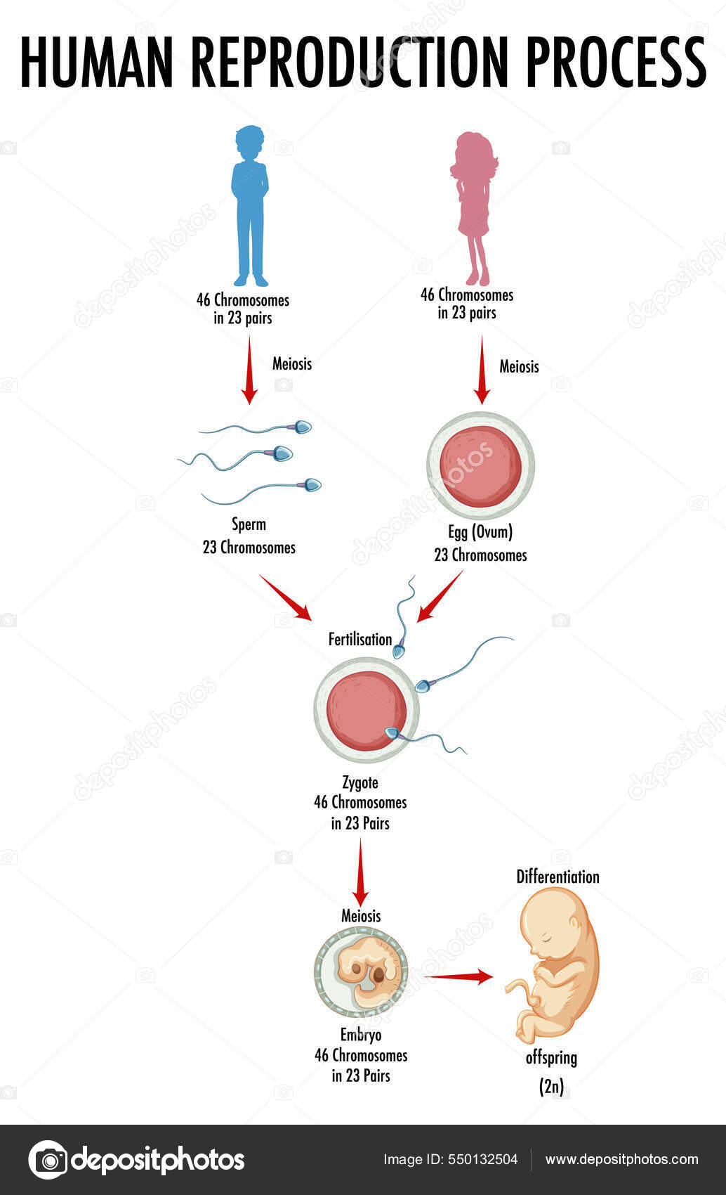 Diagram Menunjukkan Gambar Proses Reproduksi Manusia Vektor Stok oleh ...
