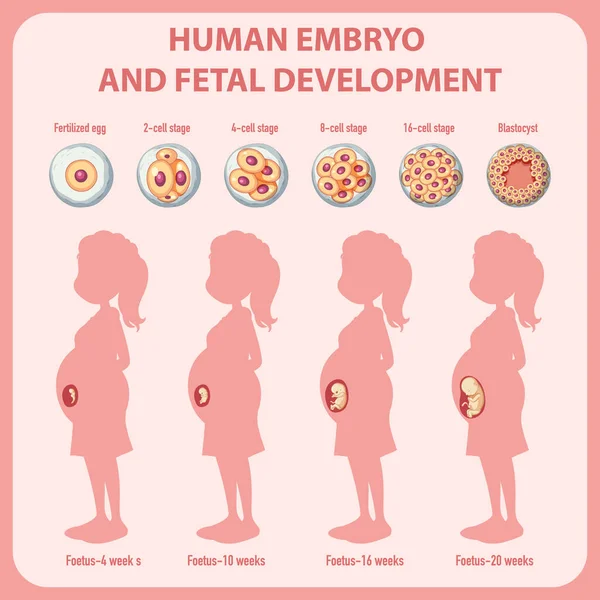 Human Embryo Fetal Development Infographic Illustration Stock Vector by ...