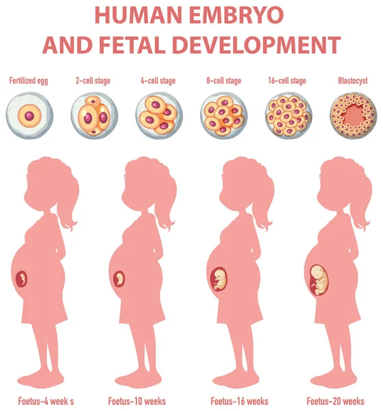 Human Embryonic Development Human Infographic Illustration Stock Vector ...