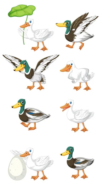 Set Different Ducks Cartoon Character Illustration Stock Vector by ©interactimages 609193906