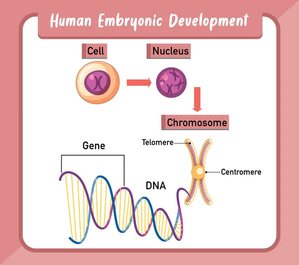 Illustration Showing Stages Human Embryonic Development