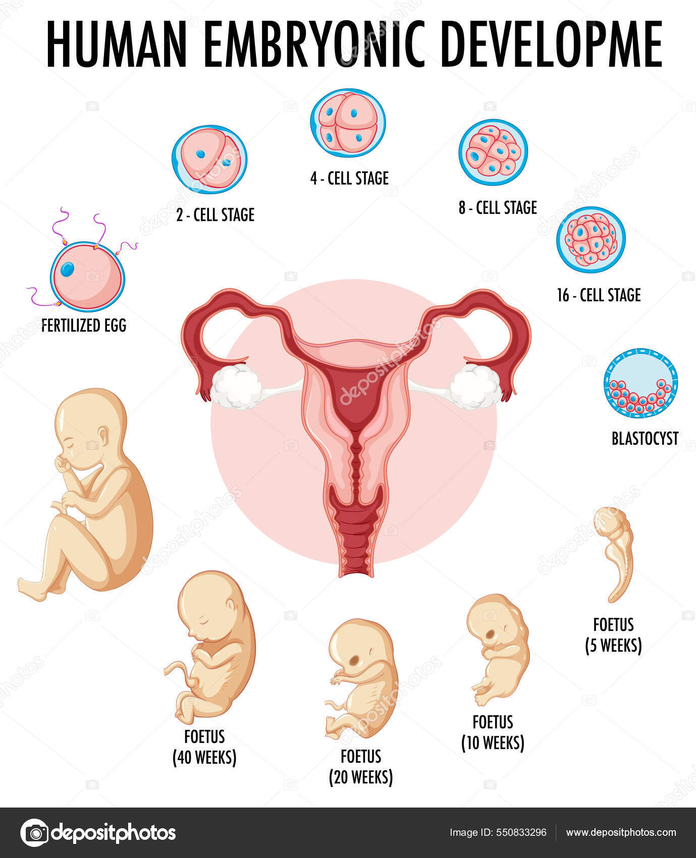 Human Embryonic Development Human Infographic Illustration Stock Illustration by ©interactimages ...
