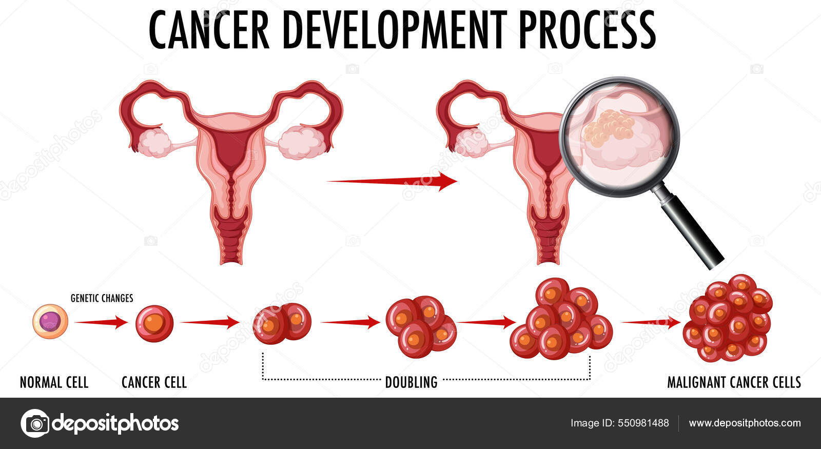 Human Embryonic Development Human Infographic Illustration Stock Vector ...