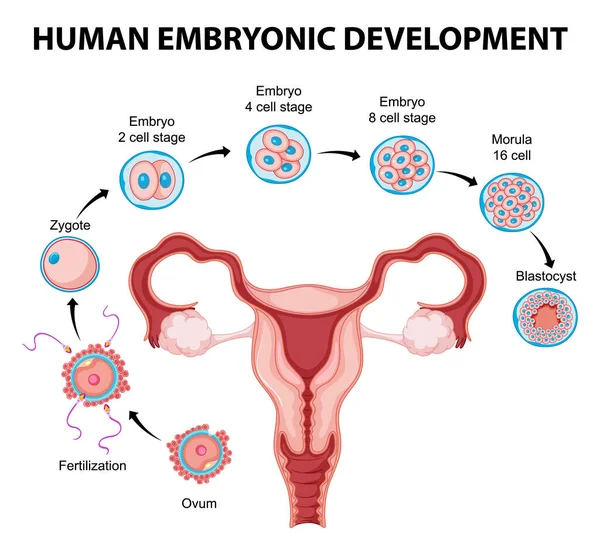 Human Embryonic Development Human Infographic Illustration Stock Vector ...