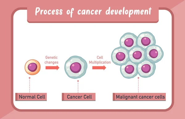 Diagram Showing Normal Cancer Cell Illustration Stock Vector by ...