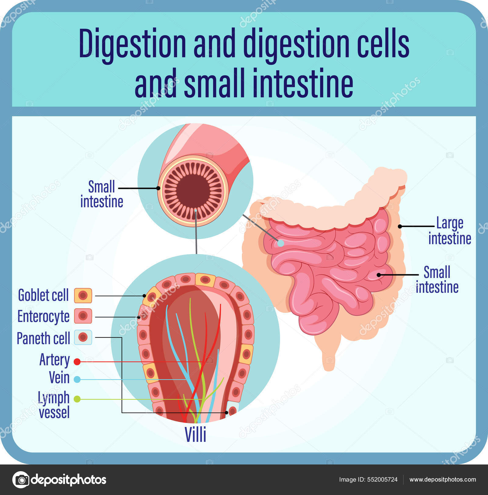 Digestion Anddigestion Cells Small Intestine Illustration Stock Vector ...