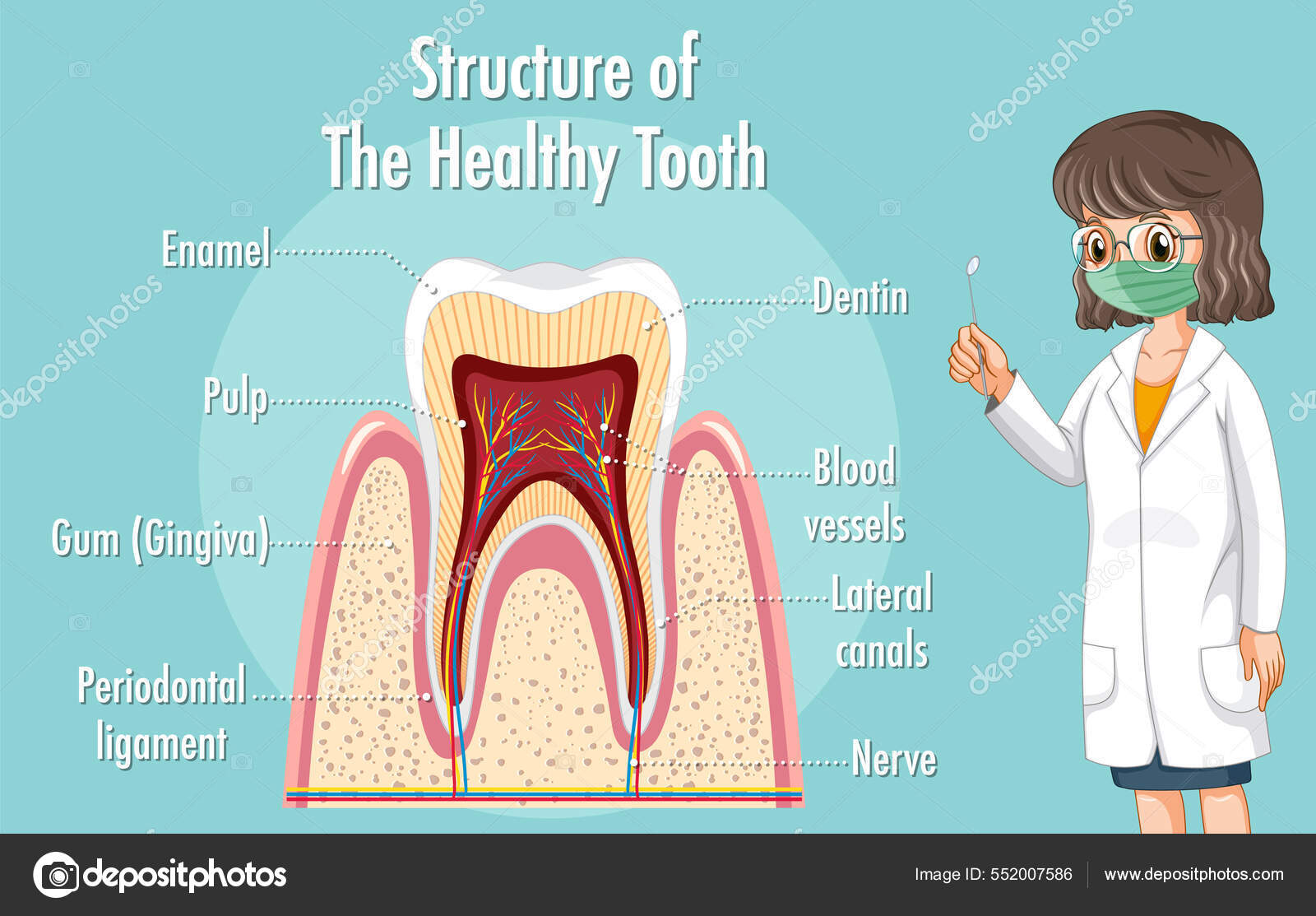 Infographic Human Structure Healthy Tooth Illustration Stock Vector by ...