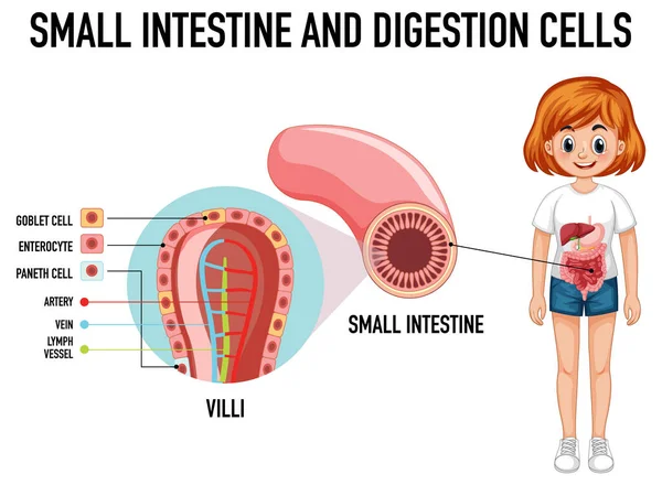 Digestion Anddigestion Cells Small Intestine Illustration Stock Vector ...