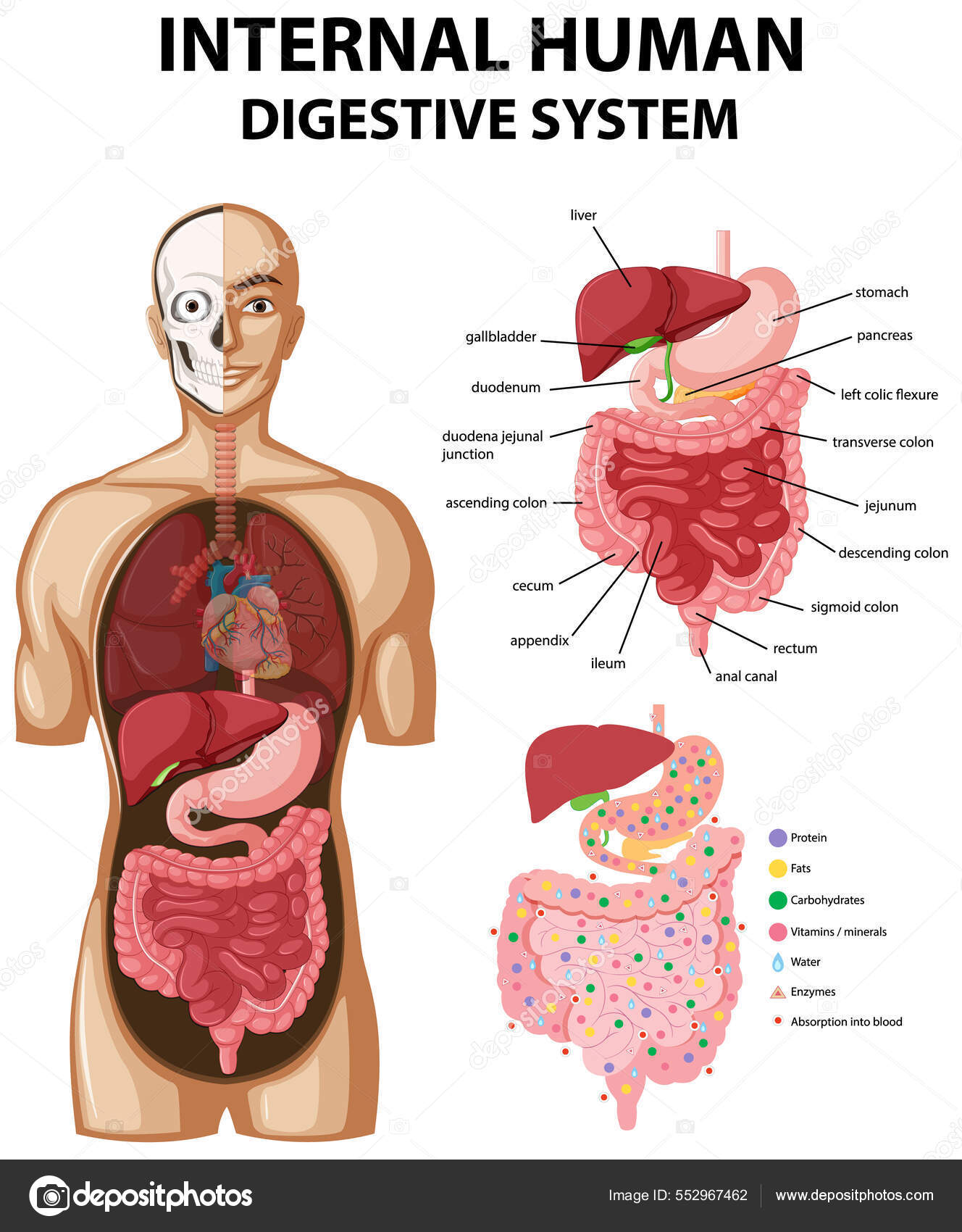 Diagram Showing Internal Human Digestive System Illustration Stock ... Diagram Showing Internal Human Digestive System Illustration Stock ...