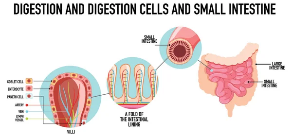 Diagram Showing Internal Human Digestive System Illustration Stock ...