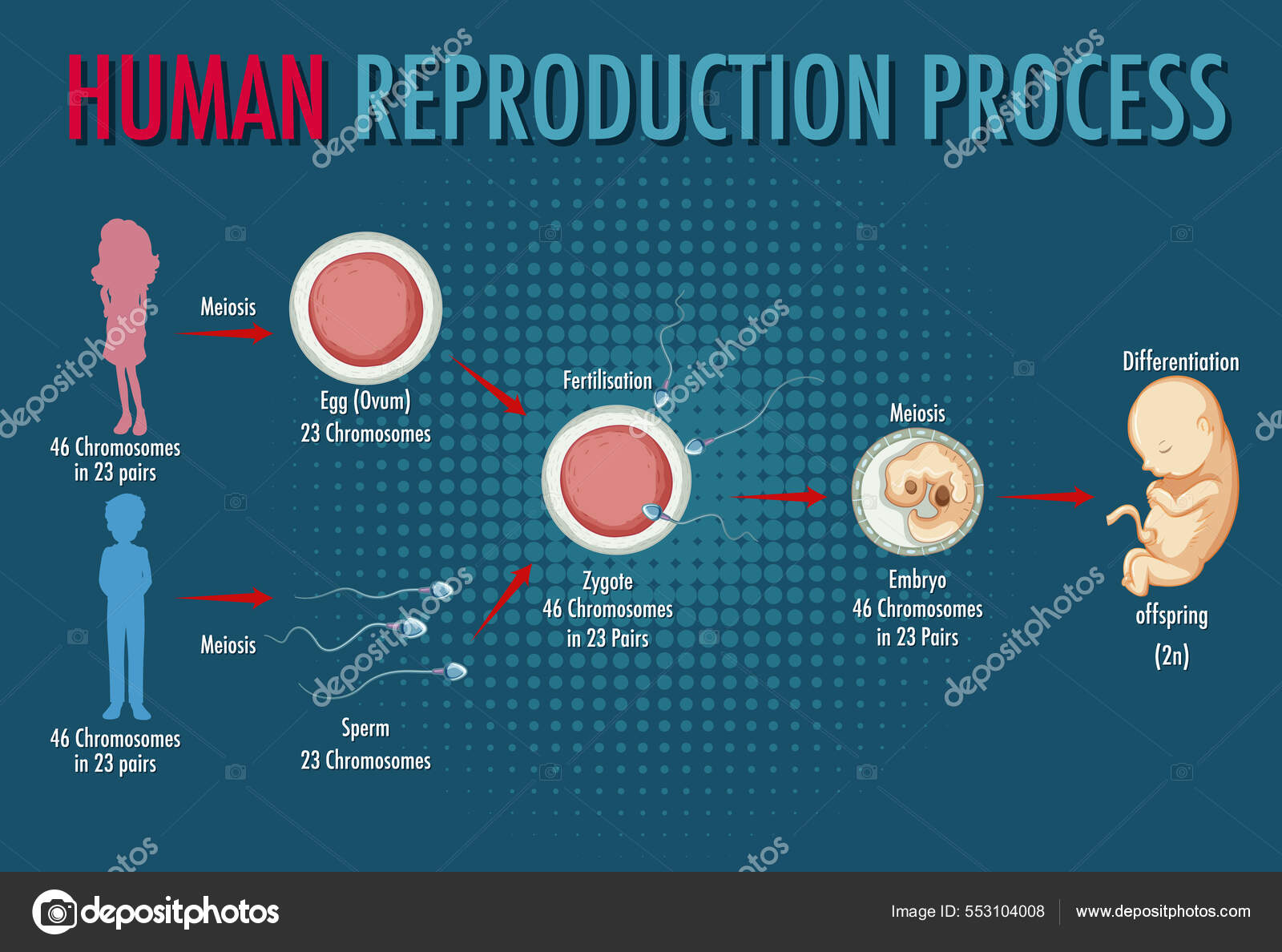 Image vectorielle Diagramme Montrant L'illustration Processus ...