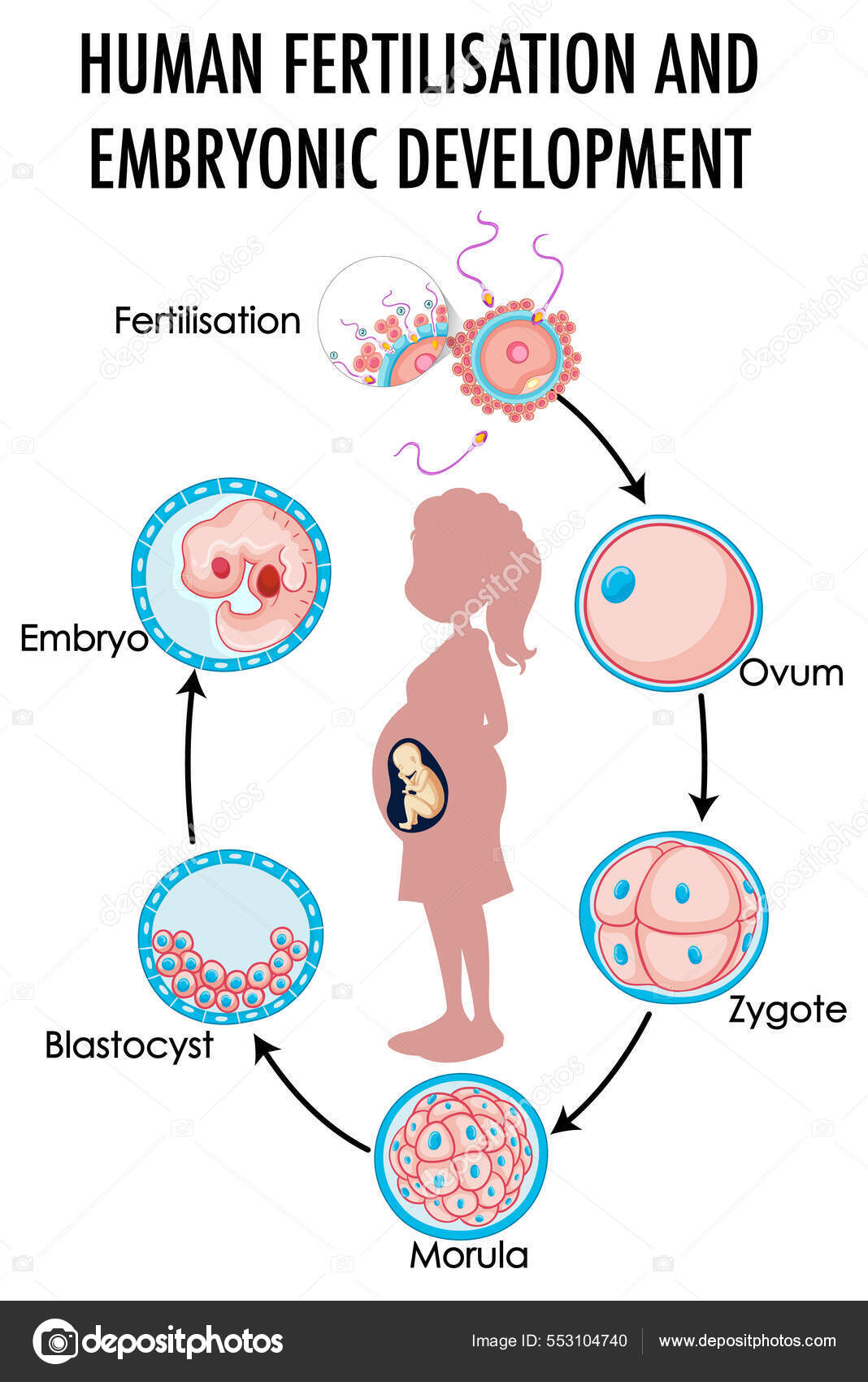 Diagrama Mostrando Fertilização Humana Ilustração Desenvolvimento