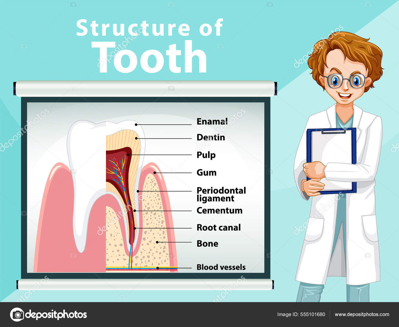 Infographic Human Structure Tooth Illustration Stock Vector by ...