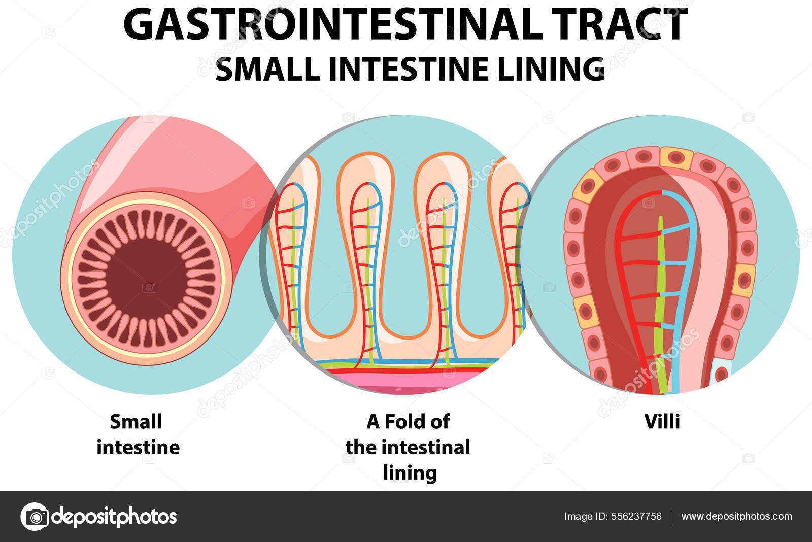 Diagrama Mostrando Ilustração Trato Gastrointestinal imagem vetorial de ...