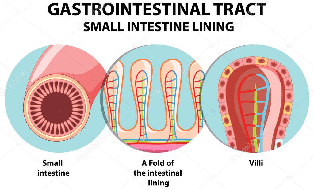 Diagrama Que Muestra Ilustración Del Tracto Gastrointestinal Vector de ...