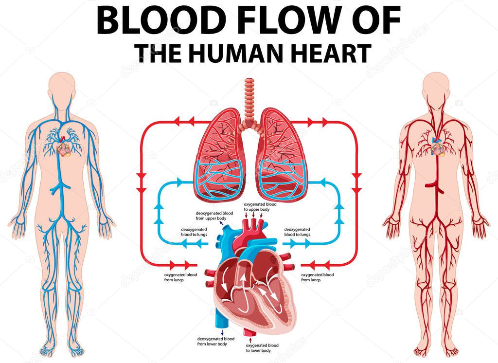 Diagrama que muestra el flujo sanguíneo del corazón humano ilustración 2022