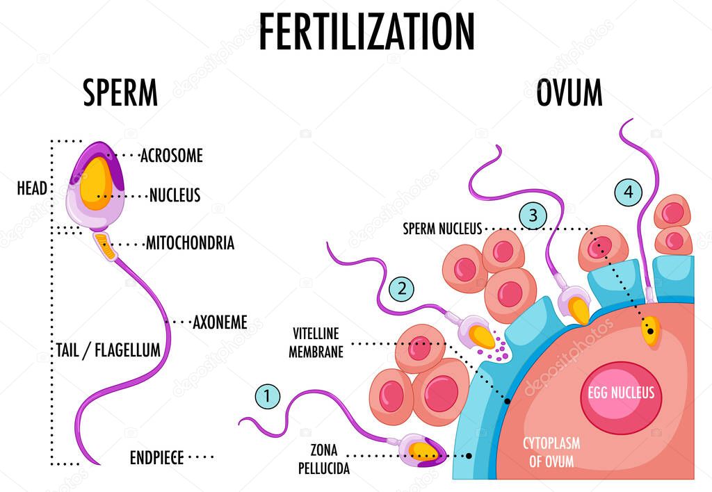 Diagrama que muestra la fertilización en la ilustración humana 2023