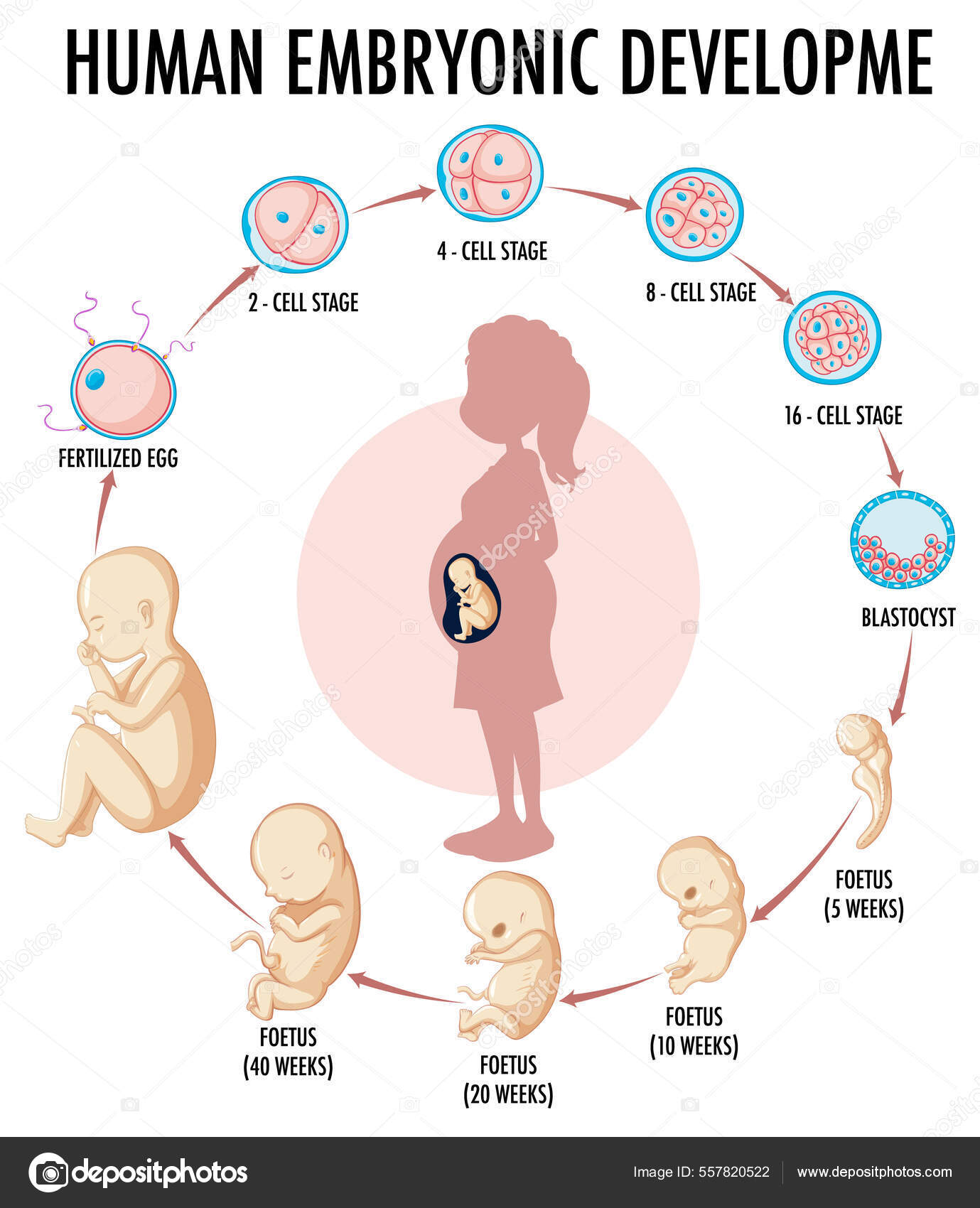 Human Embryonic Development