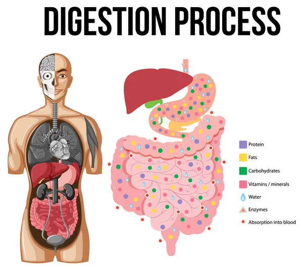 Diagram Showing Internal Human Digestive System Illustration Stock ...