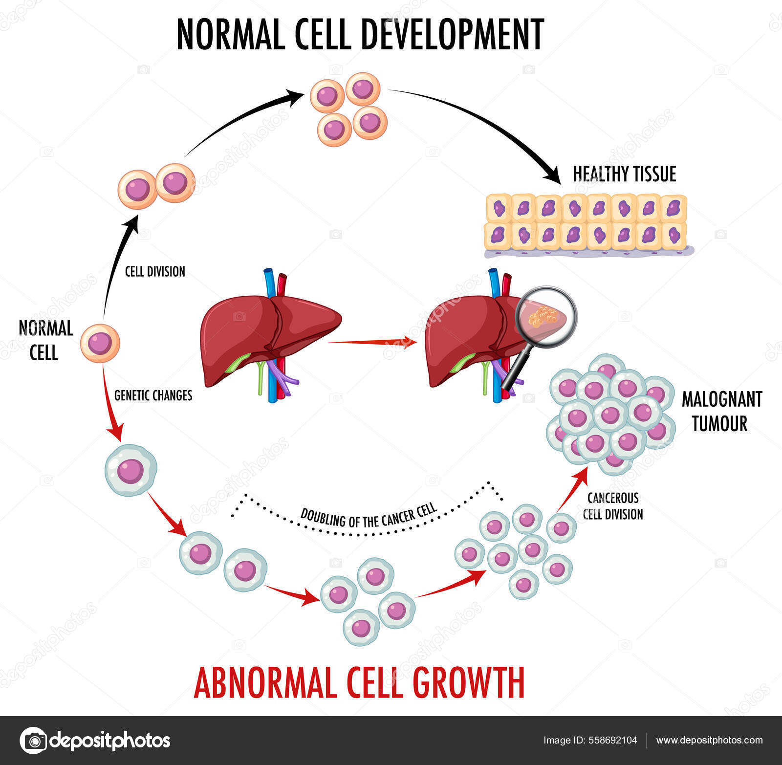 Diagram Showing Normal Cell Development Illustration Stock Vector Image ...
