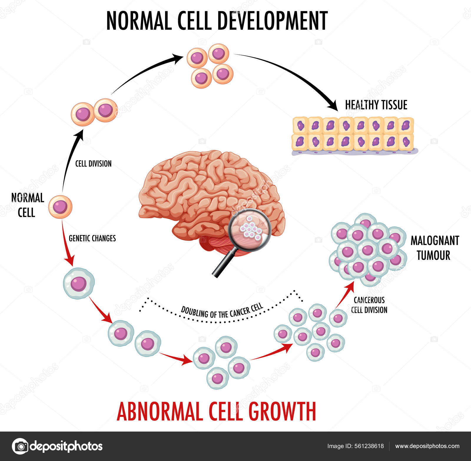 Diagram Showing Normal Cell Development Illustration Stock Vector by ...