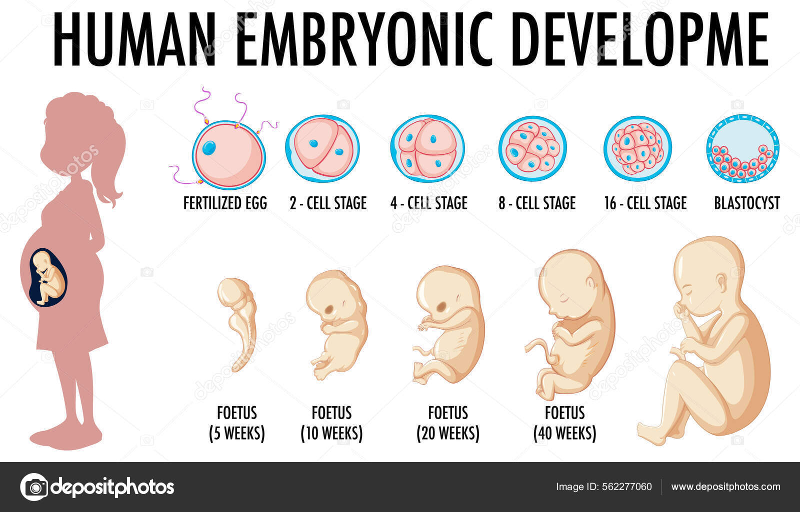 Diagram Showing Human Embroynic Development Illustration Stock Vector ...