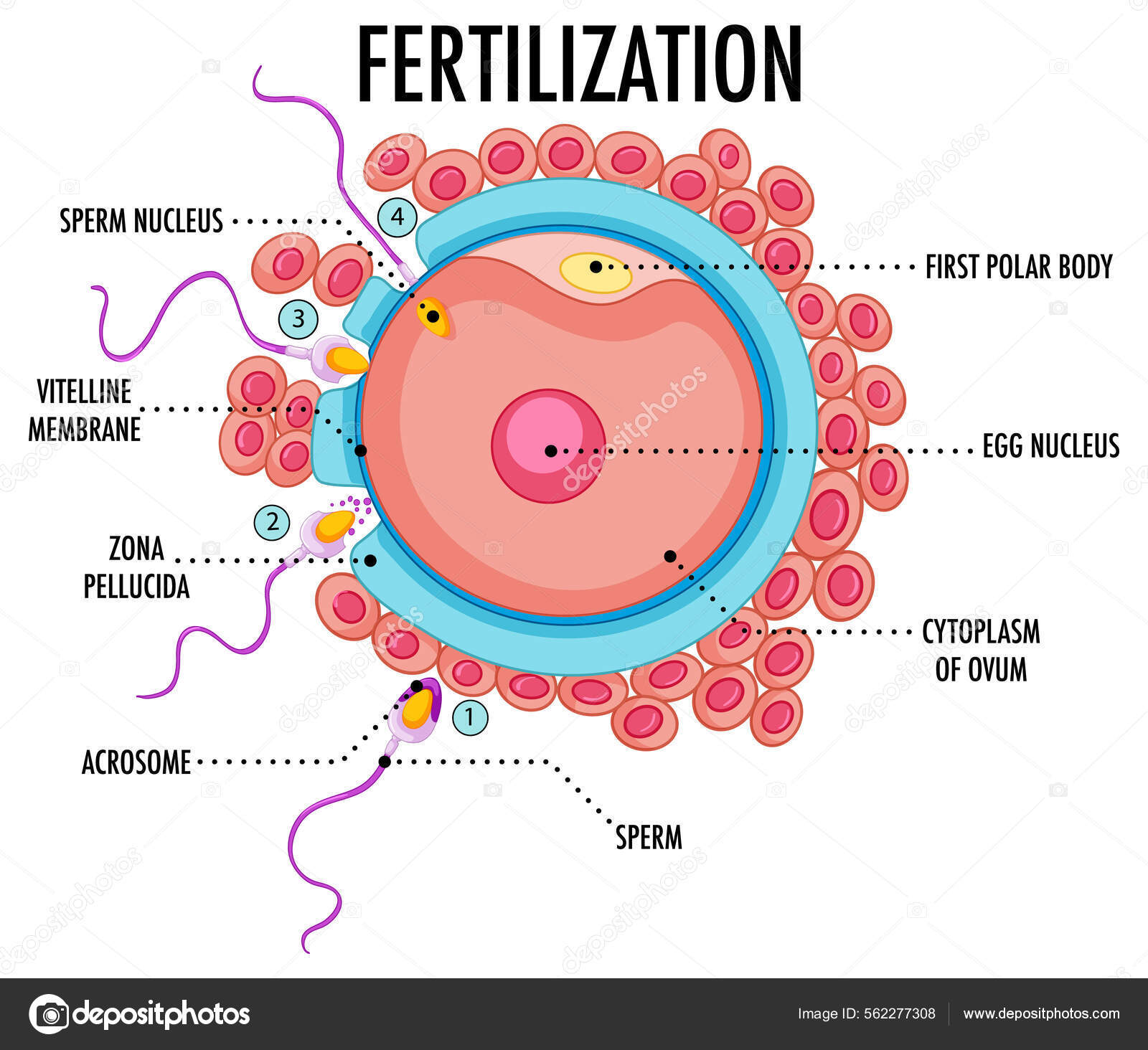 Female Egg Diagram