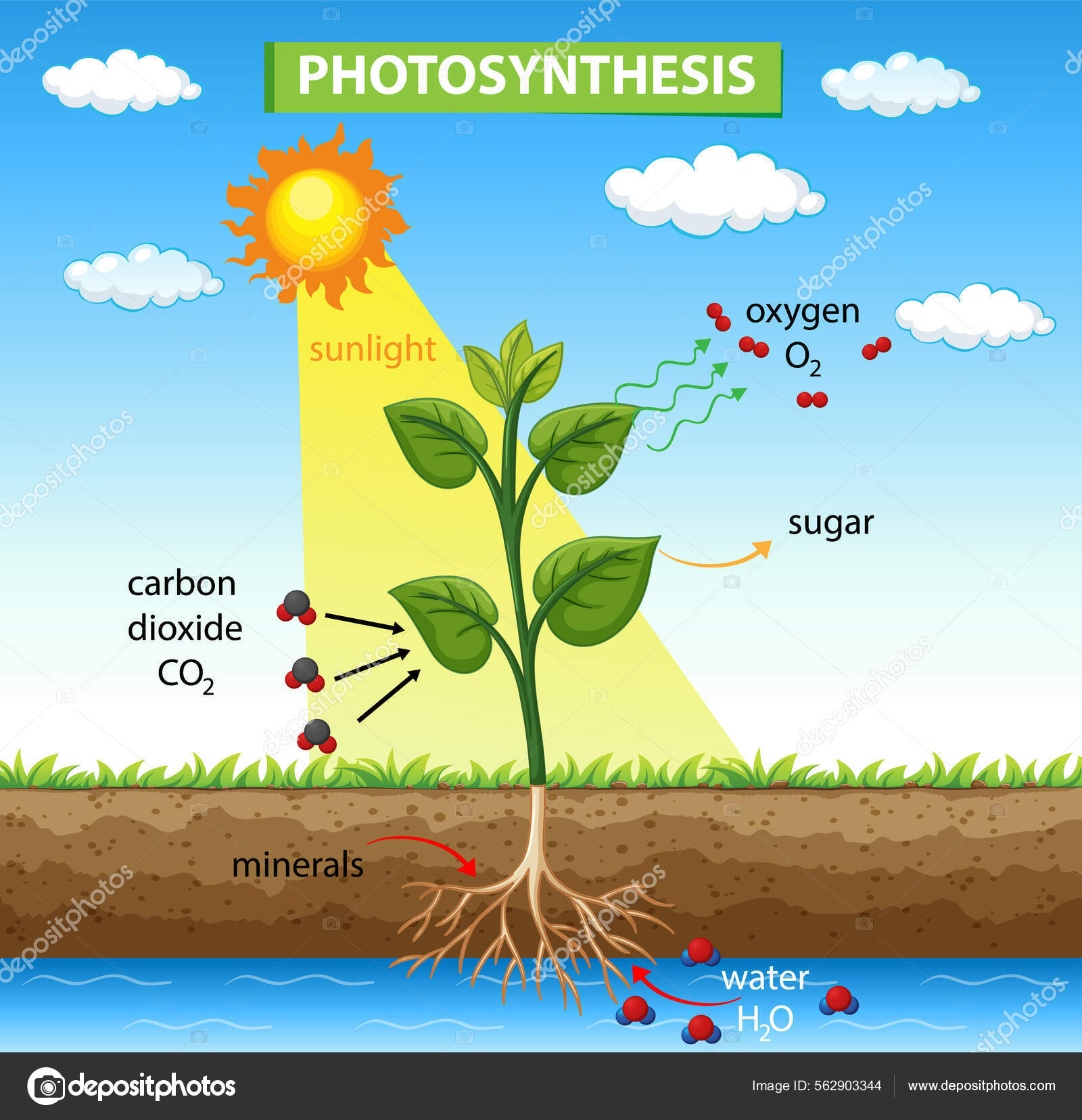 Esquema De La Fotosíntesis De Las Plantas