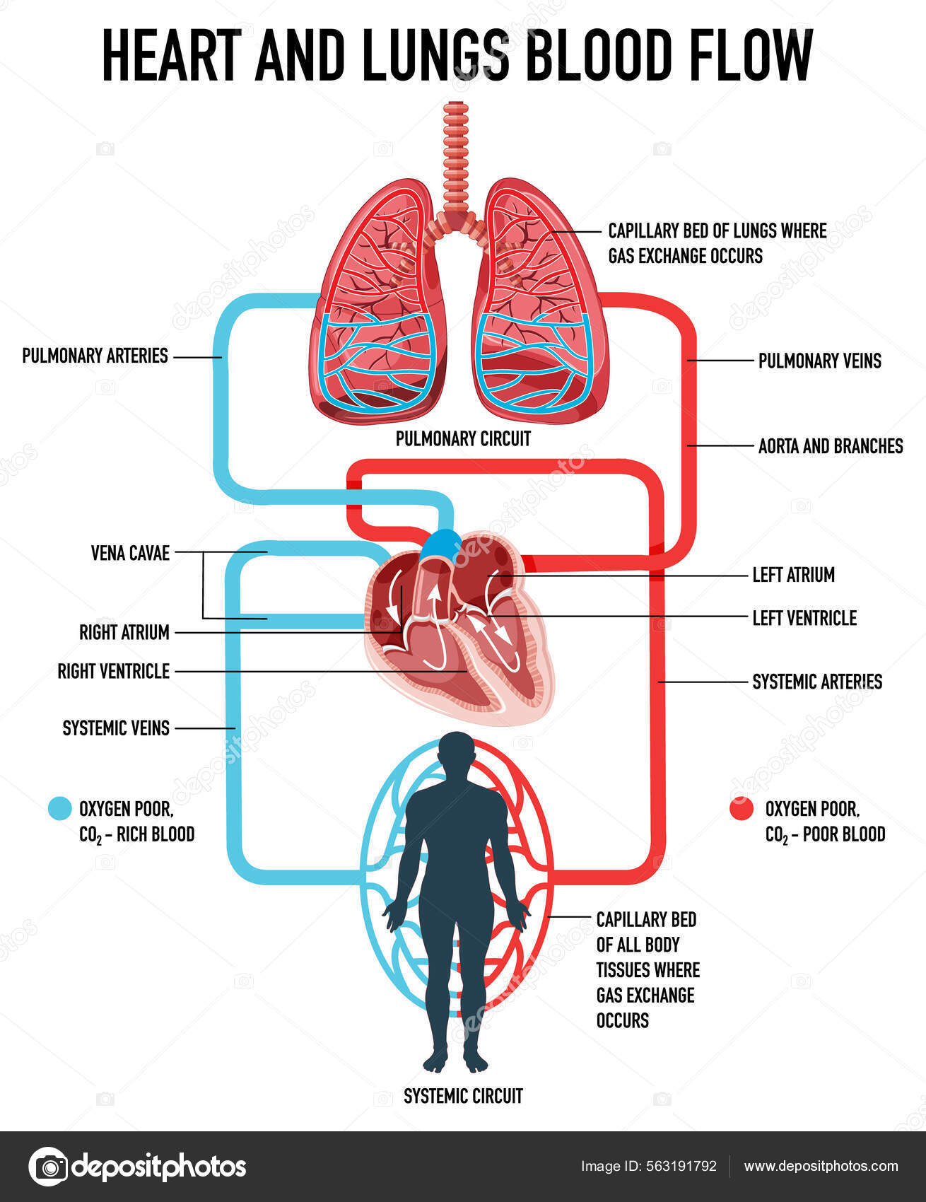 Diagram Showing Heart Lungs Blood Flow Illustration Stock Vector by ...