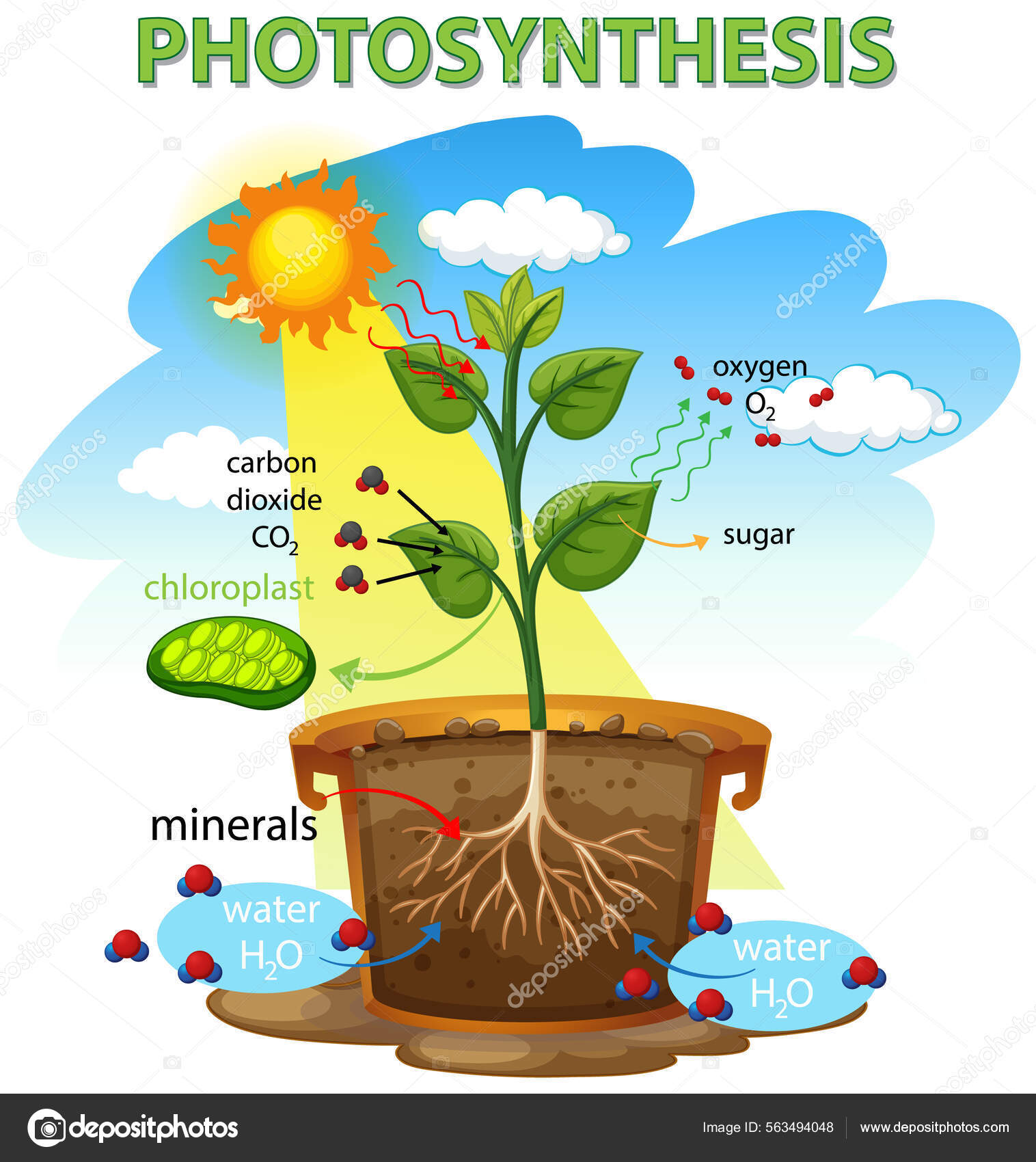 Photosynthesis Clip Art Vector Images Illustrations Yay Hooray Clip