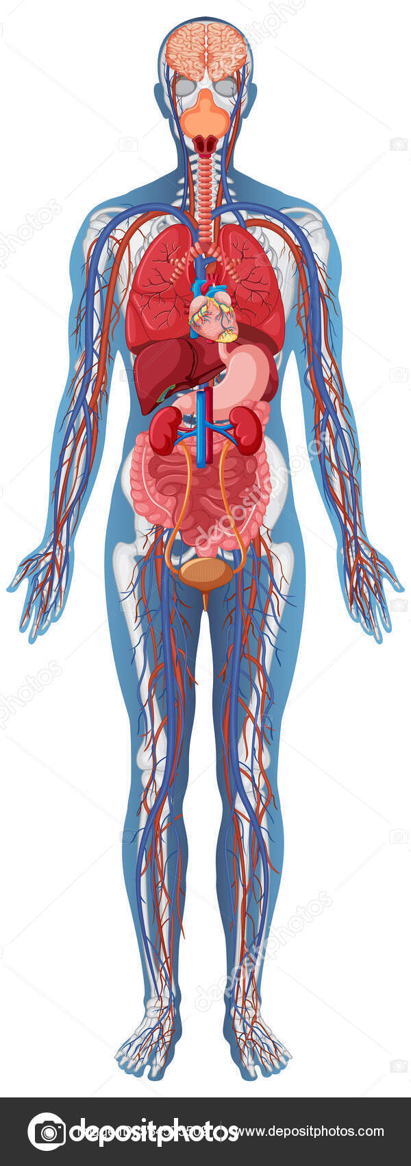 Human Body Structure Images - Infoupdate.org