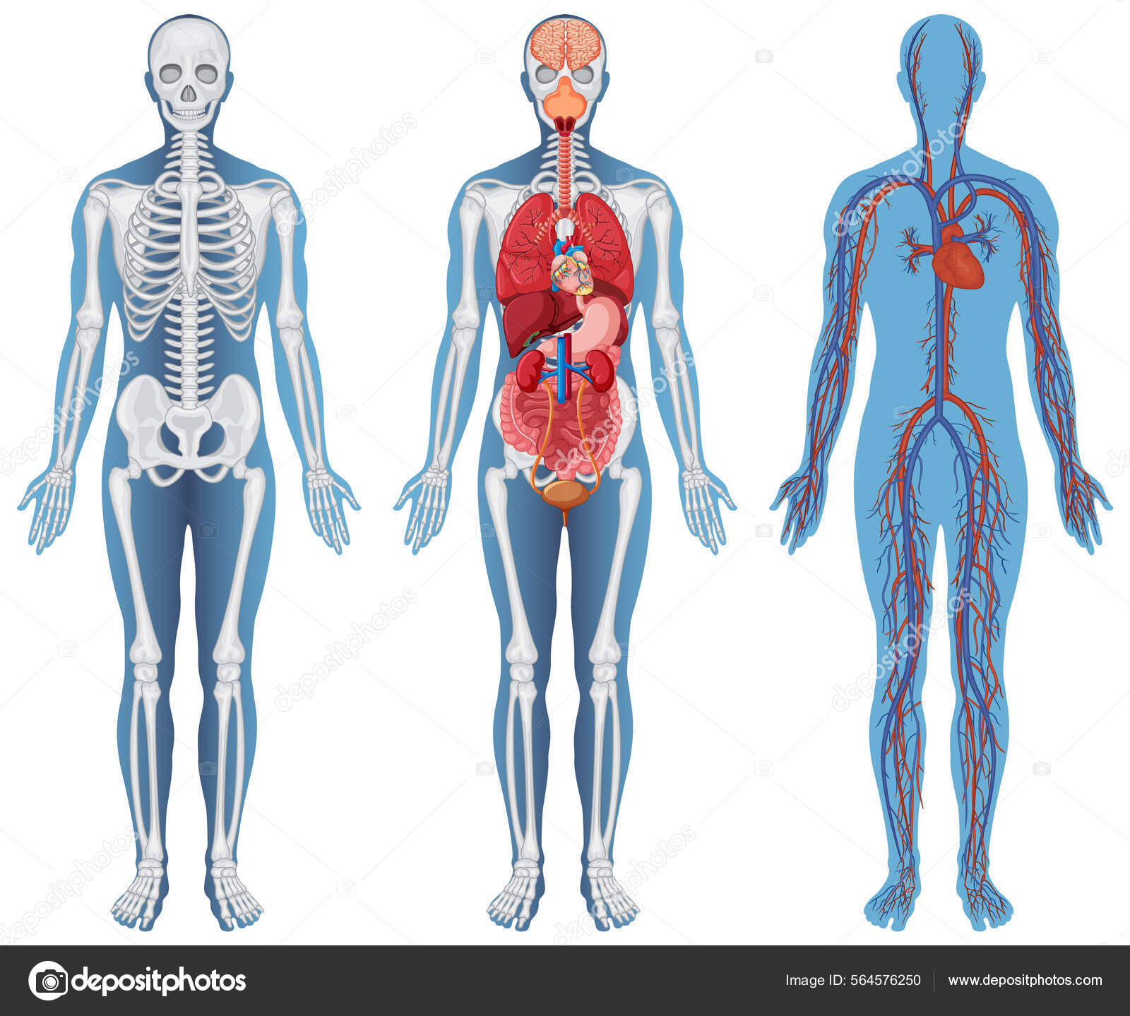 Image vectorielle Illustration Structure Anatomique Des Corps Humains ...