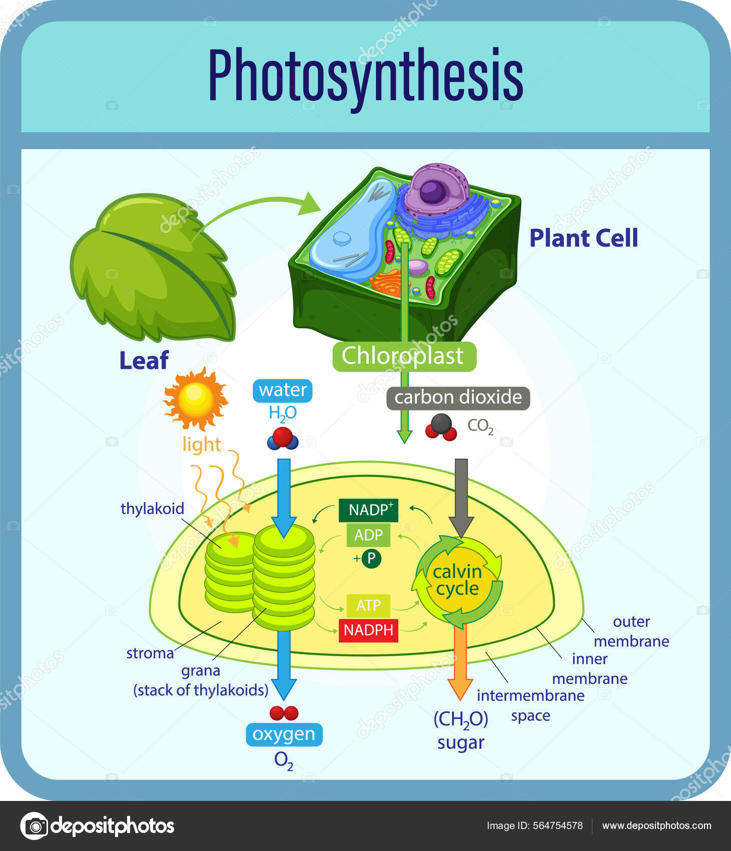 Photosynthesis Diagram The Process Of Photosynthesis A Level